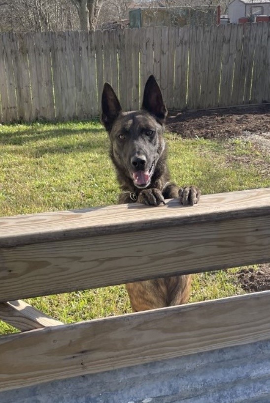 K-9s Receive Bulletproof Vests Courtesy of CIS Cares